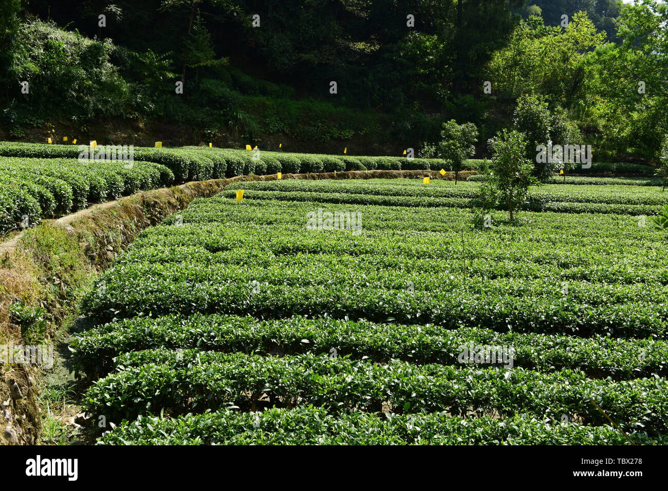 Tea garden scenery Stock Photo - Alamy