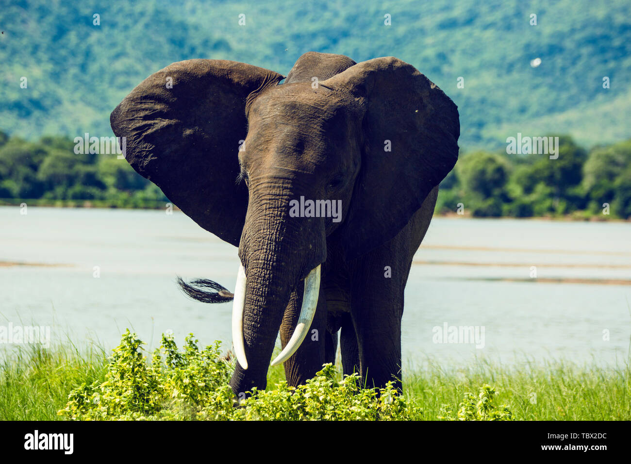 Africa, Zimbabwe, manaturals, national parks, animals, elephants, baby ...