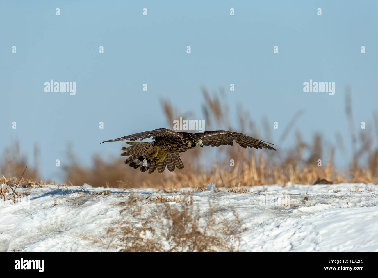 Peregrine falcons flying in the sun and snow Stock Photo - Alamy