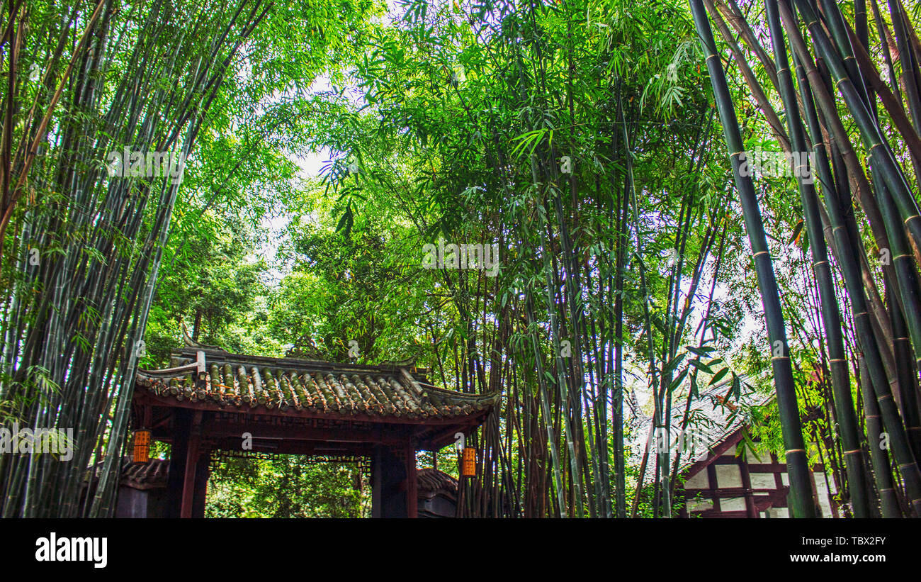 Bamboo in Du Fu Cottage Stock Photo - Alamy