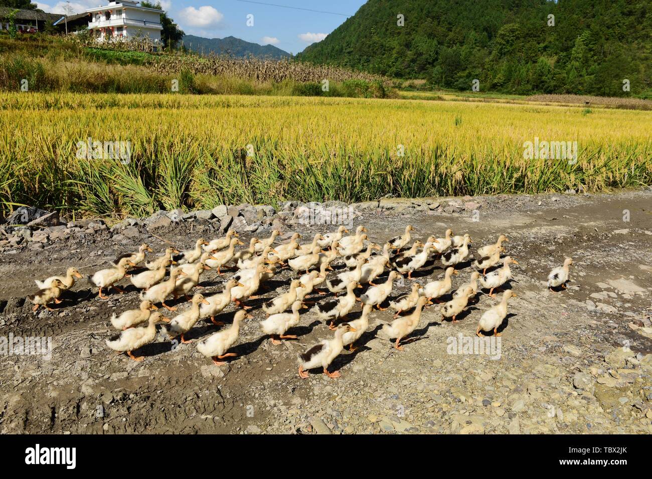 Spike ducks hi-res stock photography and images - Alamy