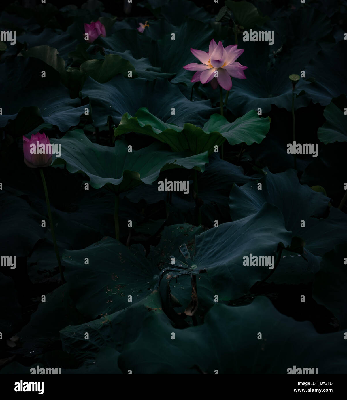 No one lotus flowers in the tropics hi-res stock photography and images ...