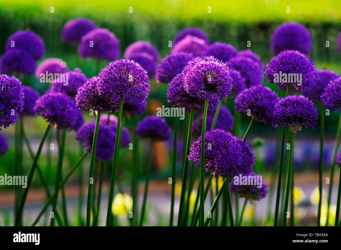 Onion ornamental flowers Stock Photo - Alamy