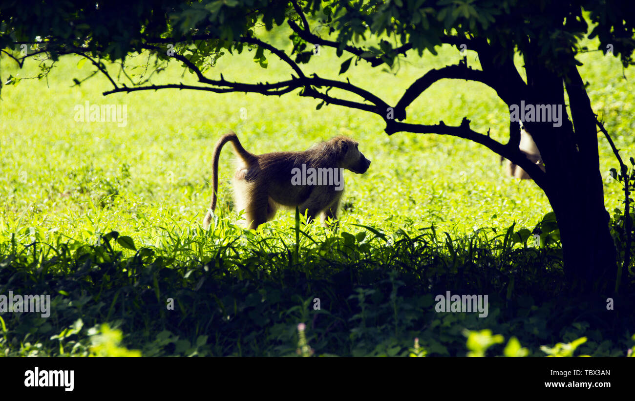 Africa, Zimbabwe, mana wildlife, national park, animals, baboons ...