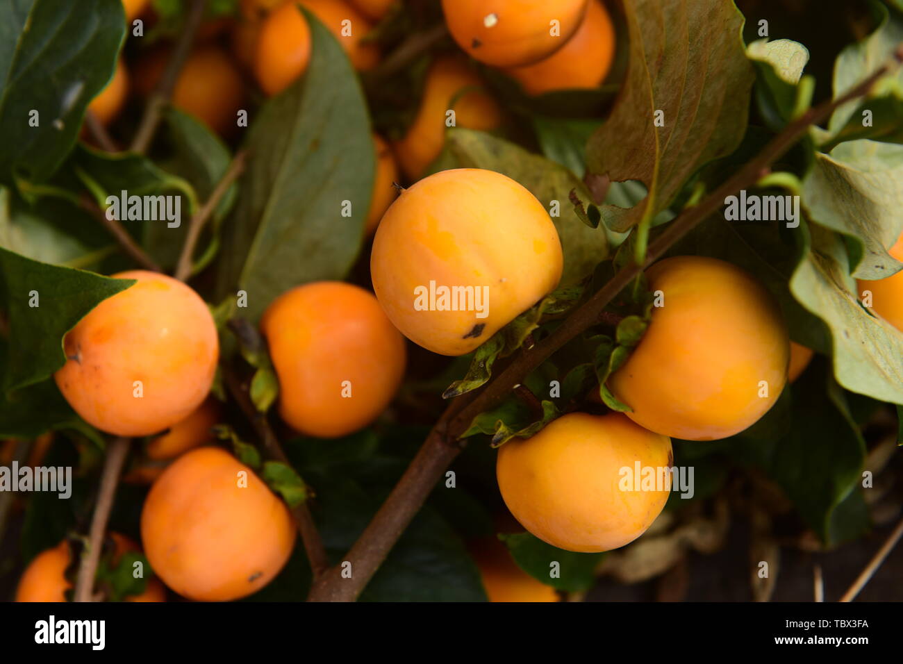 Rhubarb persimmon hi-res stock photography and images - Alamy