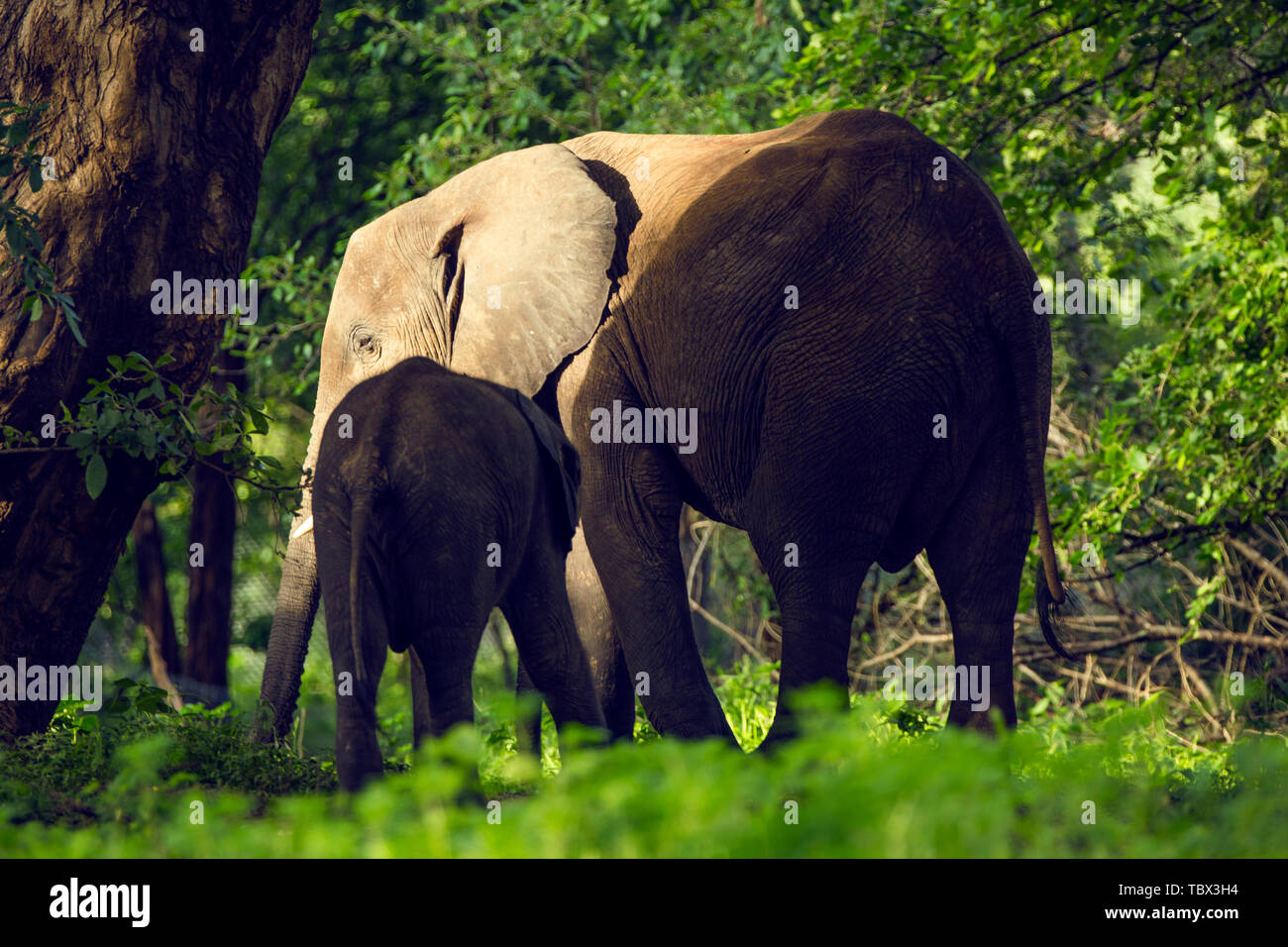 Africa, Zimbabwe, manaturals, national parks, animals, elephants, baby ...
