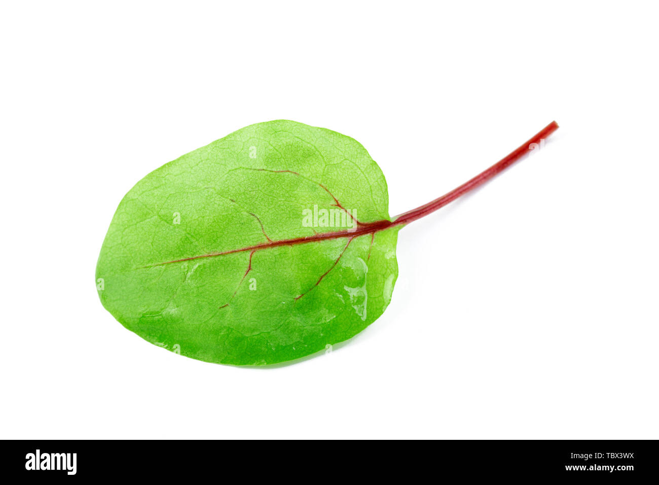 Greenery isolated on white background Stock Photo - Alamy