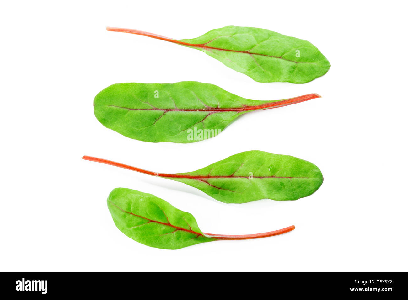 Greenery close up isolated on white background Stock Photo - Alamy