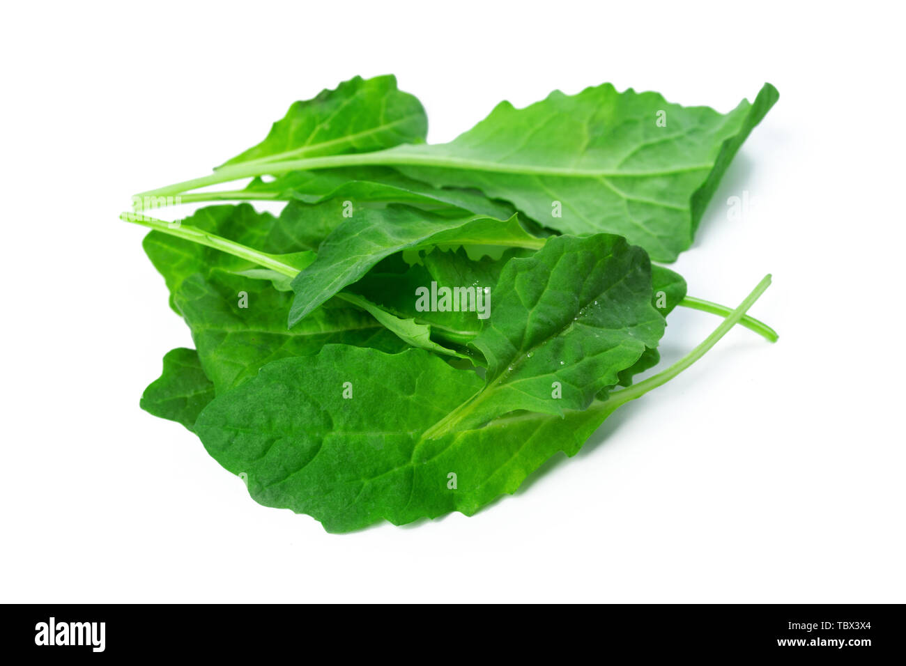 Greenery isolated on white background Stock Photo - Alamy