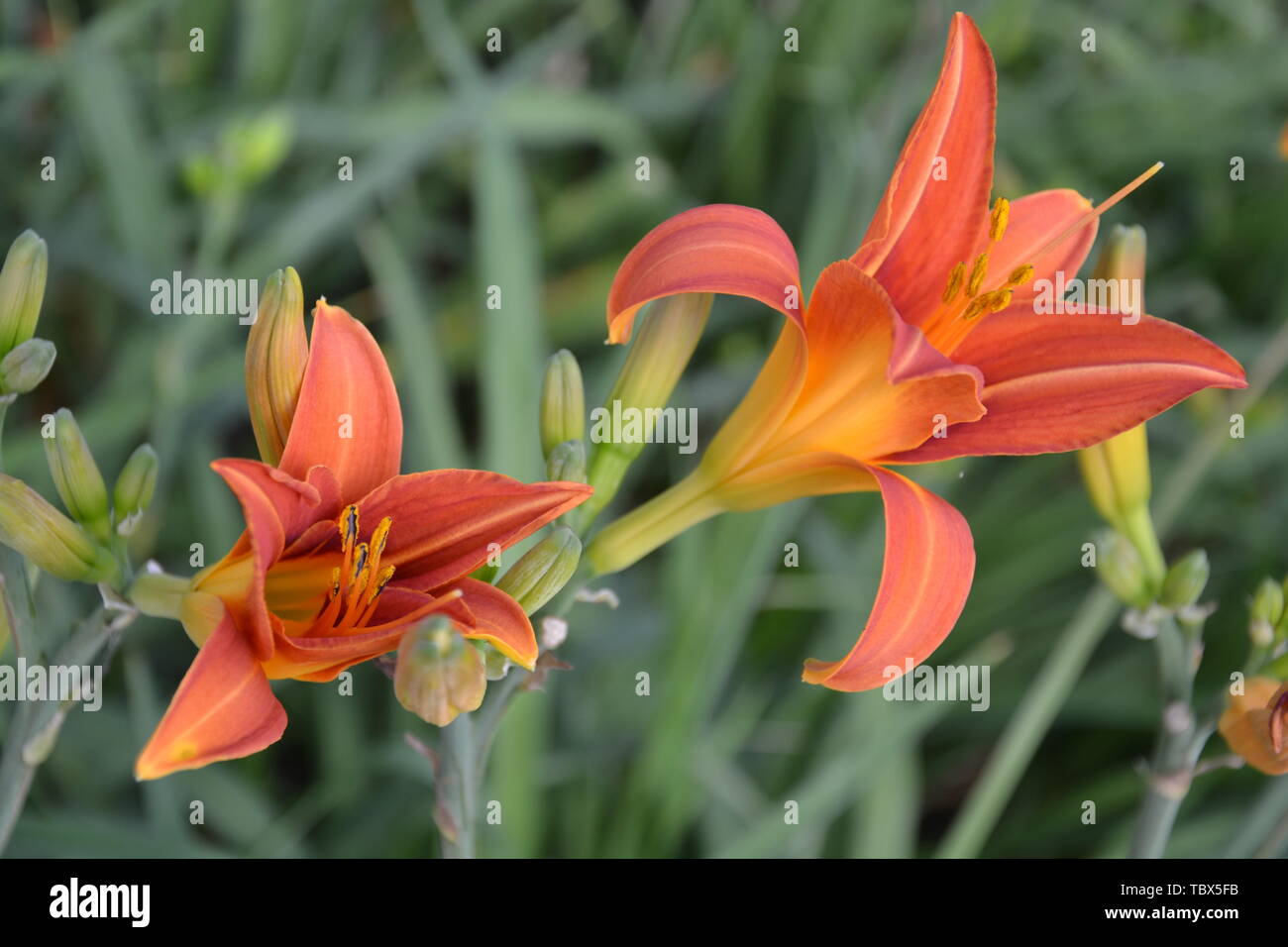 Santan flowers hi-res stock photography and images - Alamy