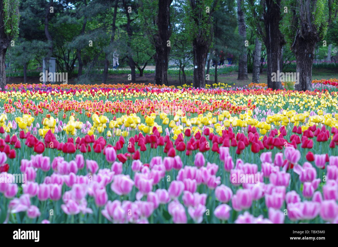 The flowers bloom, the spring is pleasant Stock Photo - Alamy