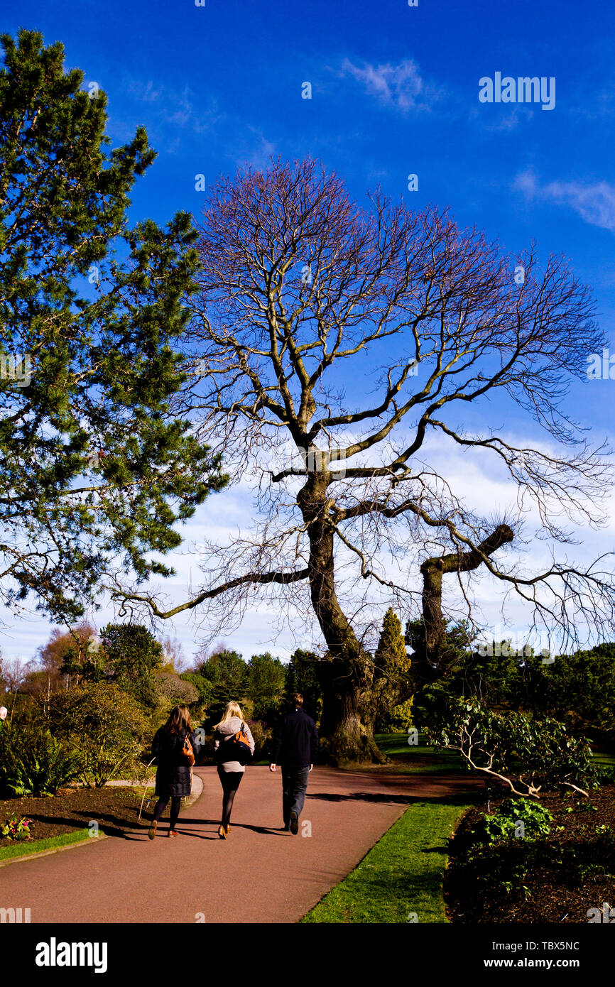 Edinburgh Botanical Garden Stock Photo - Alamy
