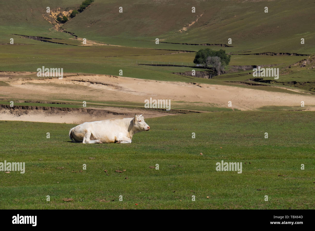 Rich green pastures hi-res stock photography and images - Alamy