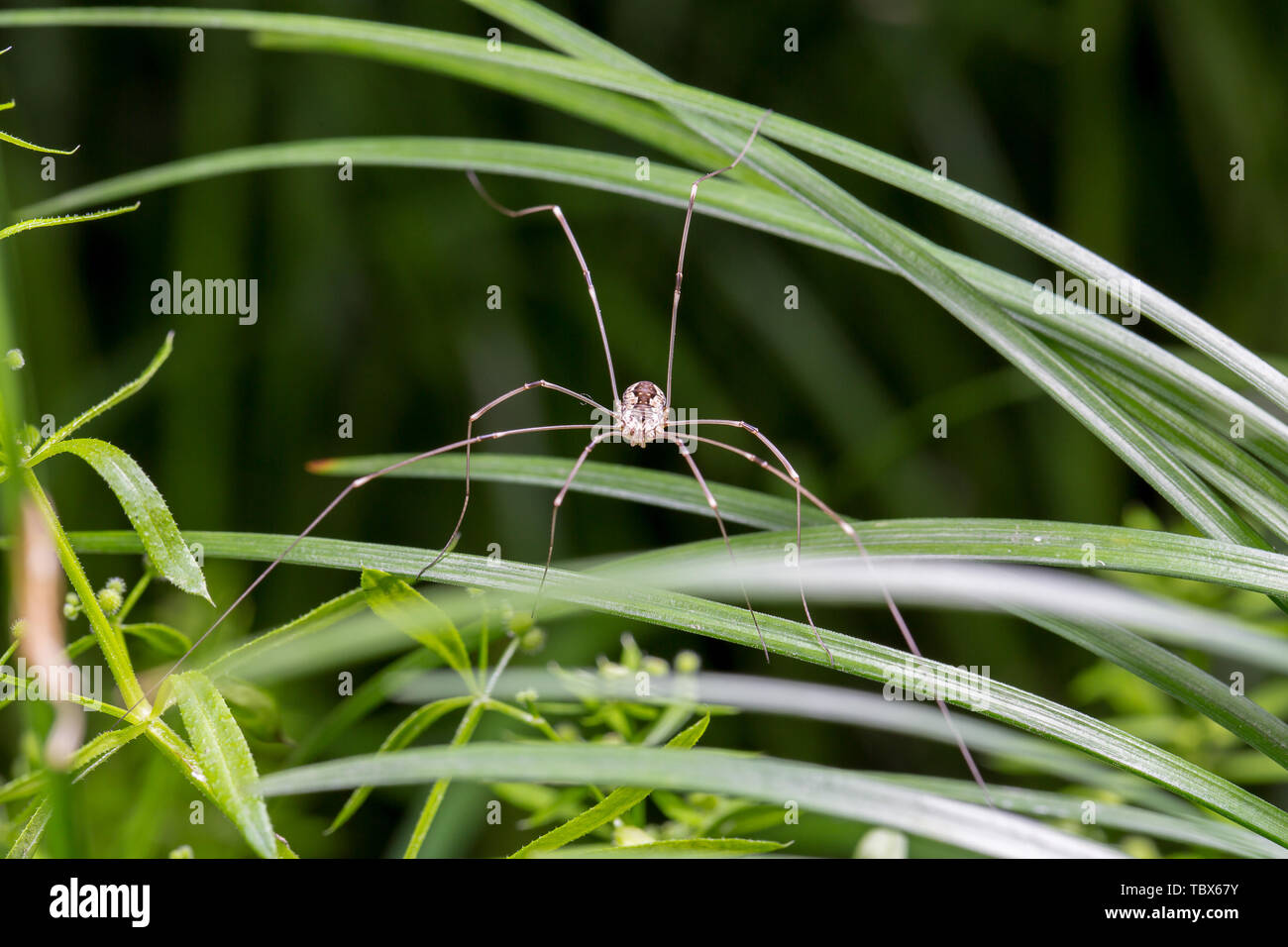 Bug Blind High Resolution Stock Photography and Images - Alamy