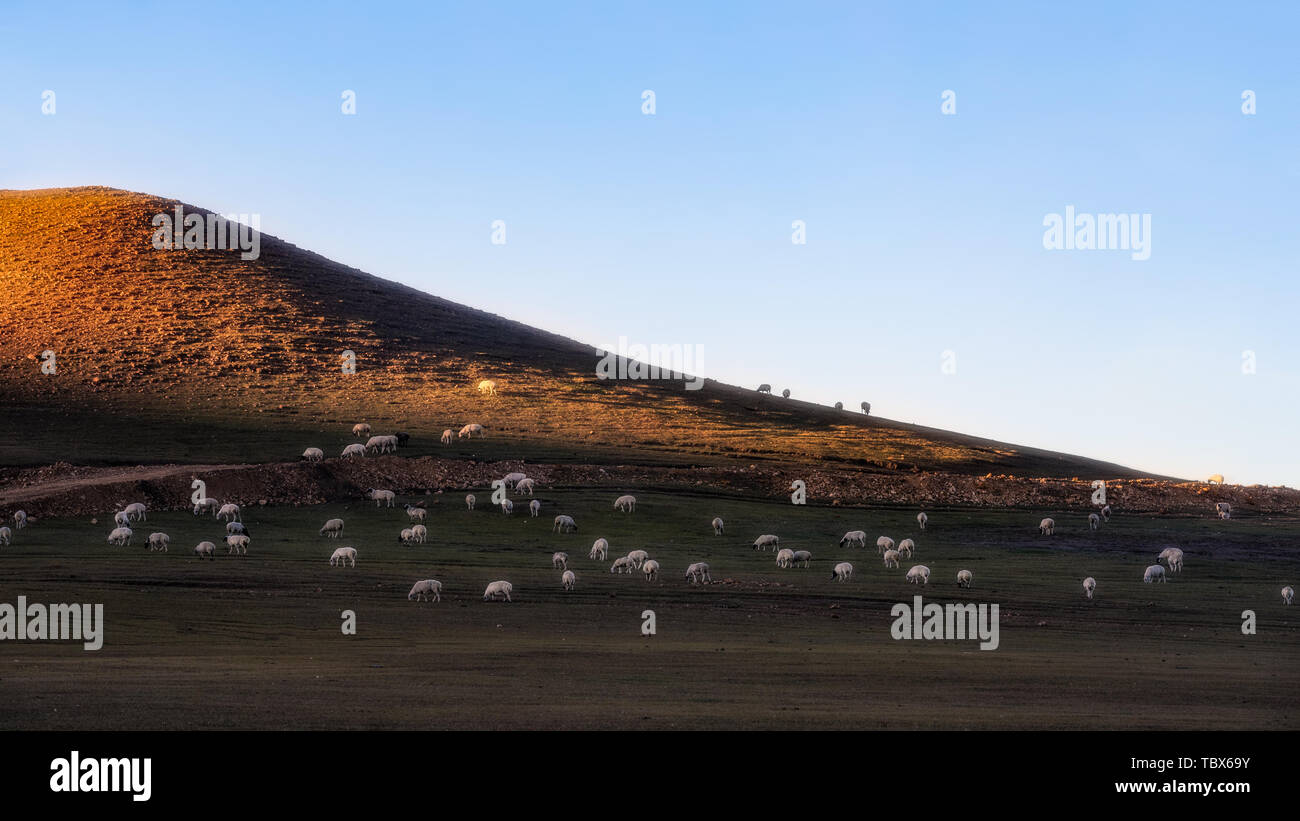 The wind on the barnacles Stock Photo - Alamy