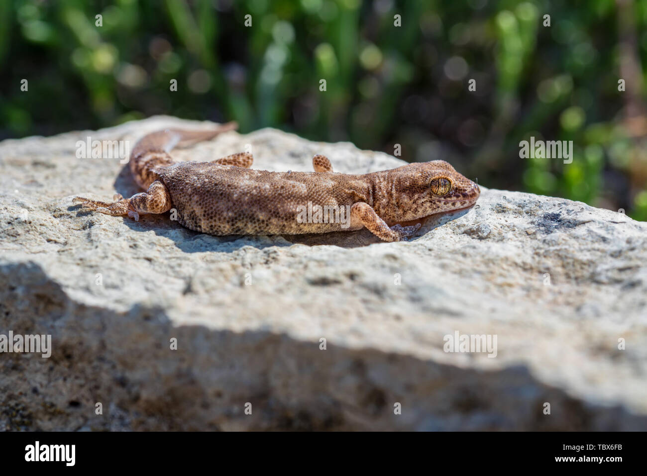 Close up cute small Even-fingered gecko genus Alsophylax on stone Stock ...