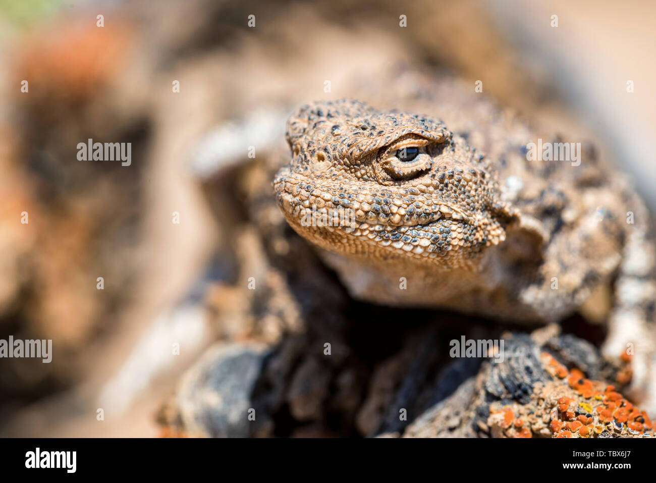 Close portrait of Phrynocephalus helioscopus agama in nature Stock ...