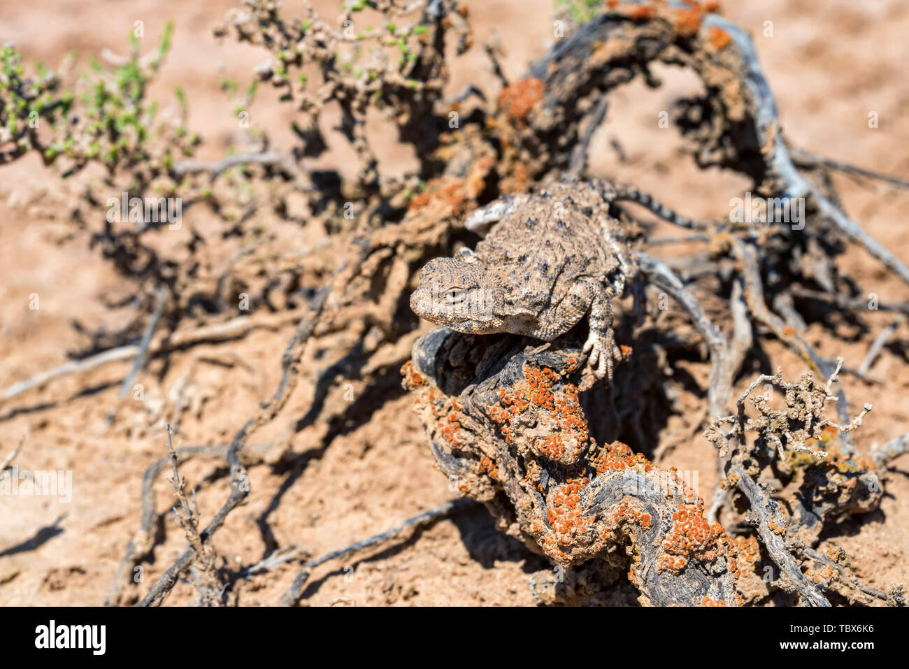 Close portrait of Phrynocephalus helioscopus agama in nature Stock ...