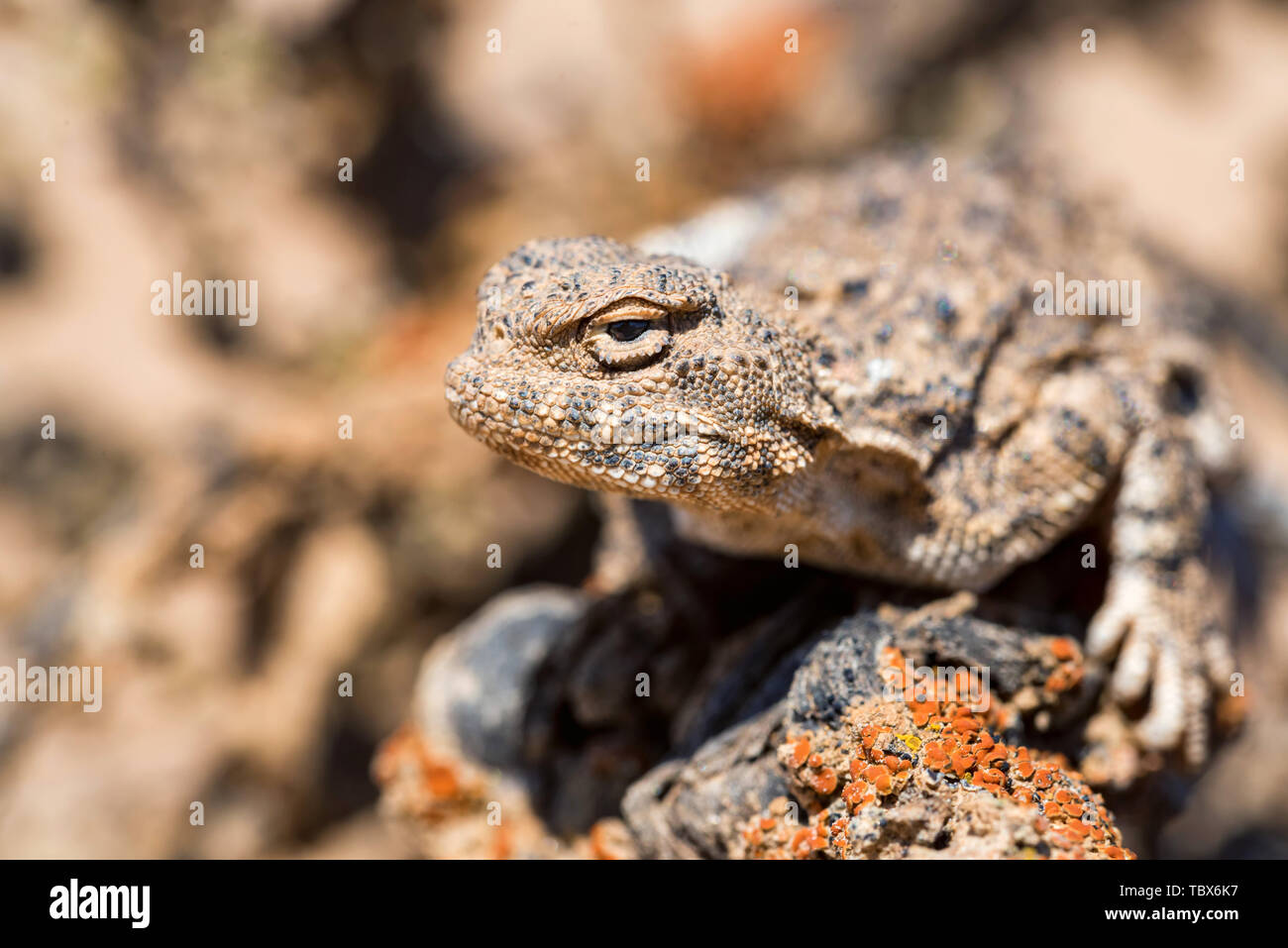 Close portrait of Phrynocephalus helioscopus agama in nature Stock ...