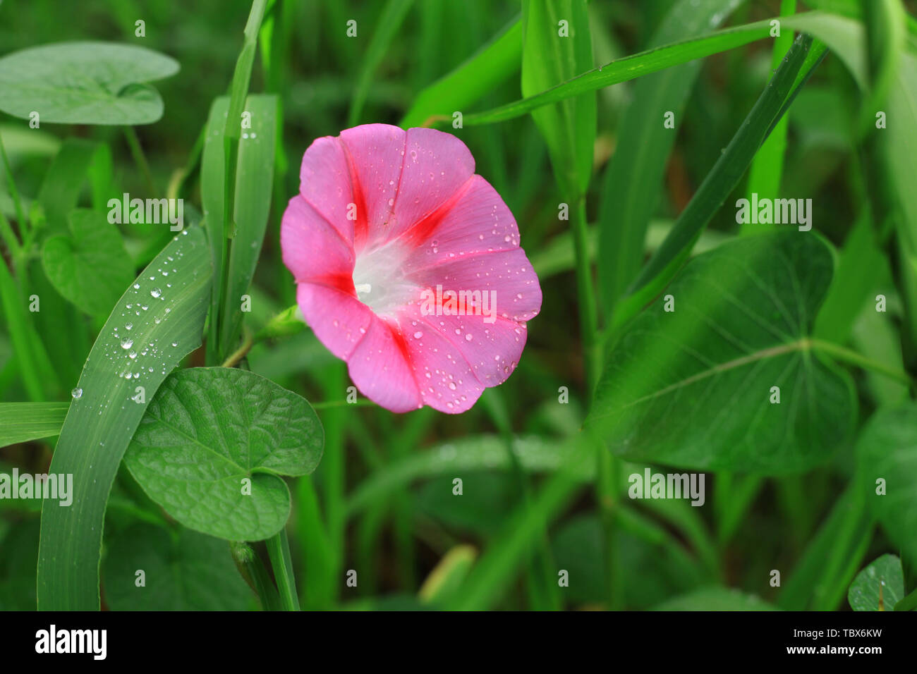 Shangri-La white land, wild flowers, Yunnan Stock Photo - Alamy
