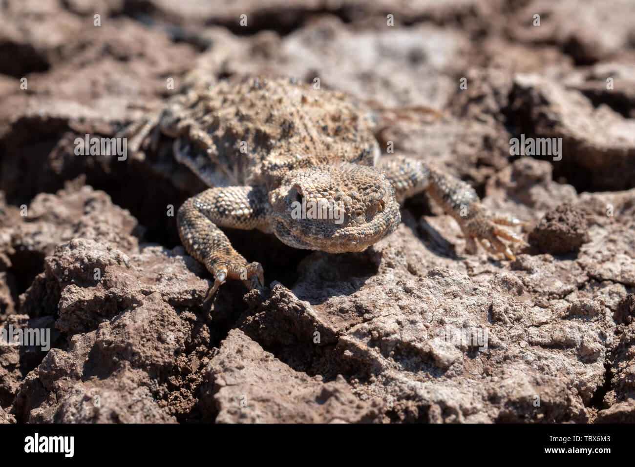 Close portrait of Phrynocephalus helioscopus agama in nature Stock ...