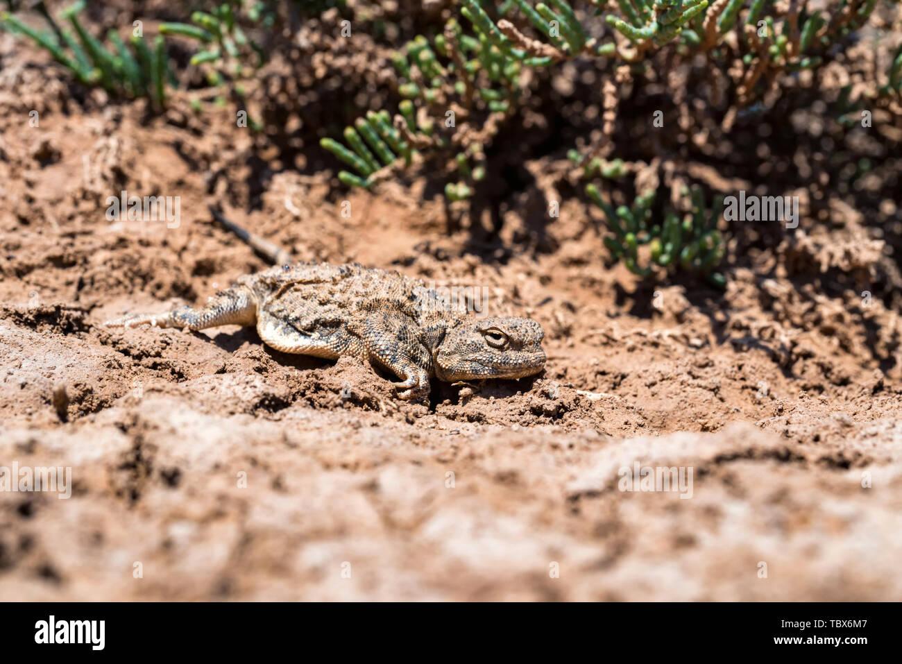 Close portrait of Phrynocephalus helioscopus agama in nature Stock ...
