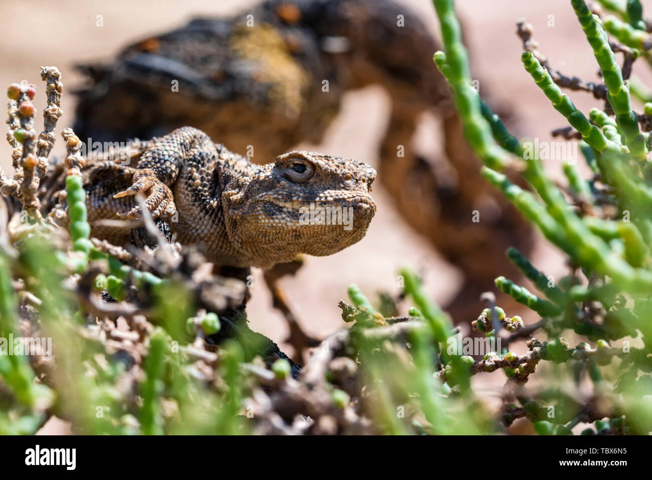 Close portrait of Phrynocephalus helioscopus agama in nature Stock ...