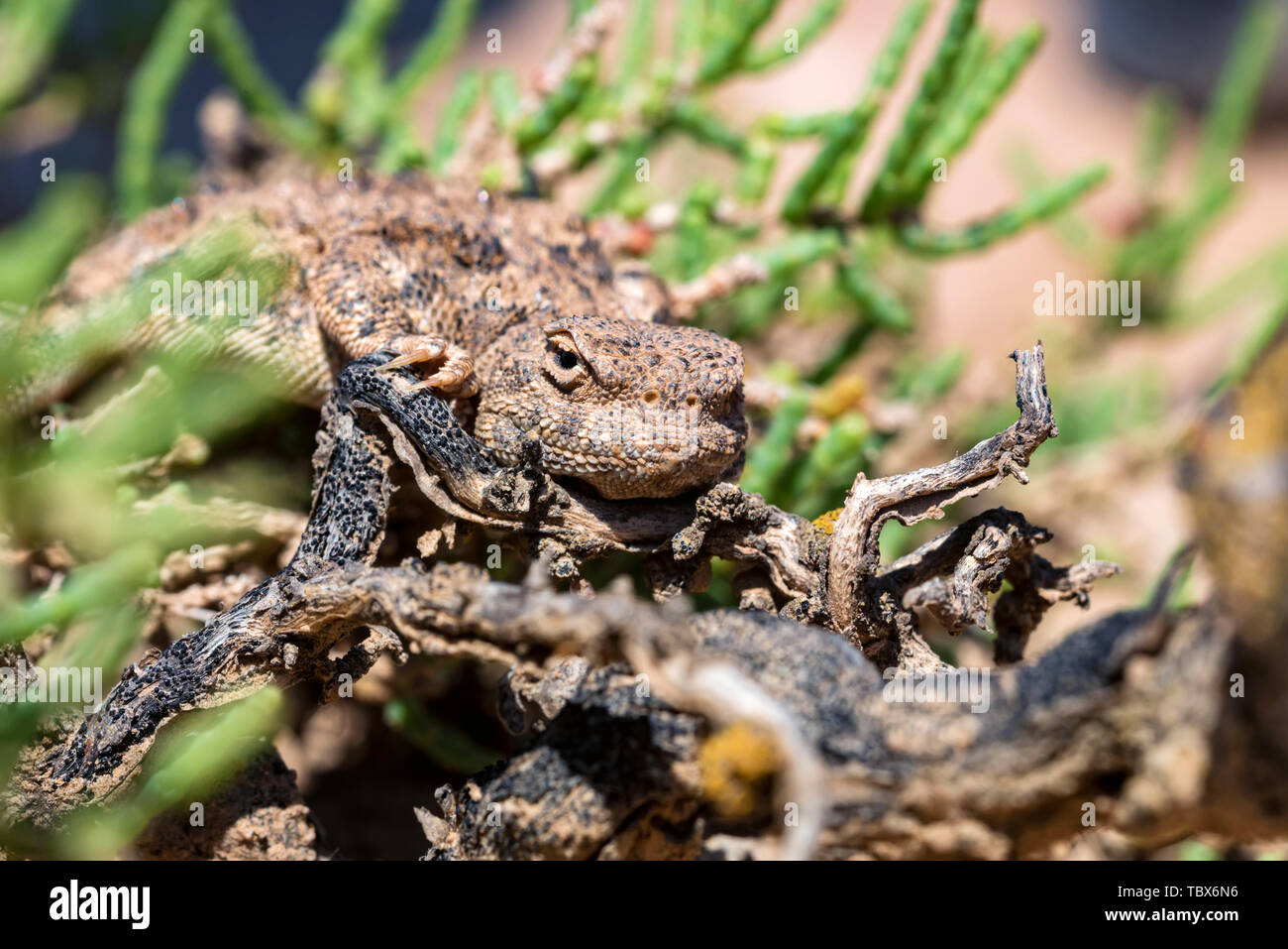 Close portrait of Phrynocephalus helioscopus agama in nature Stock ...