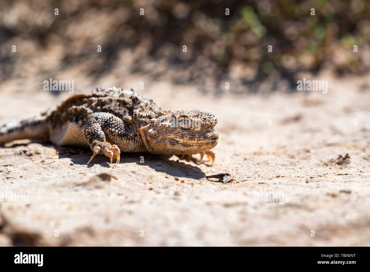 Close portrait of Phrynocephalus helioscopus agama in nature Stock ...