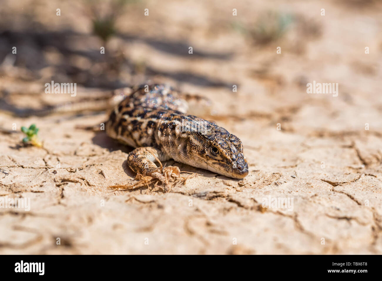 Steppe Runner Lizard or Eremias arguta on dry ground close Stock Photo ...