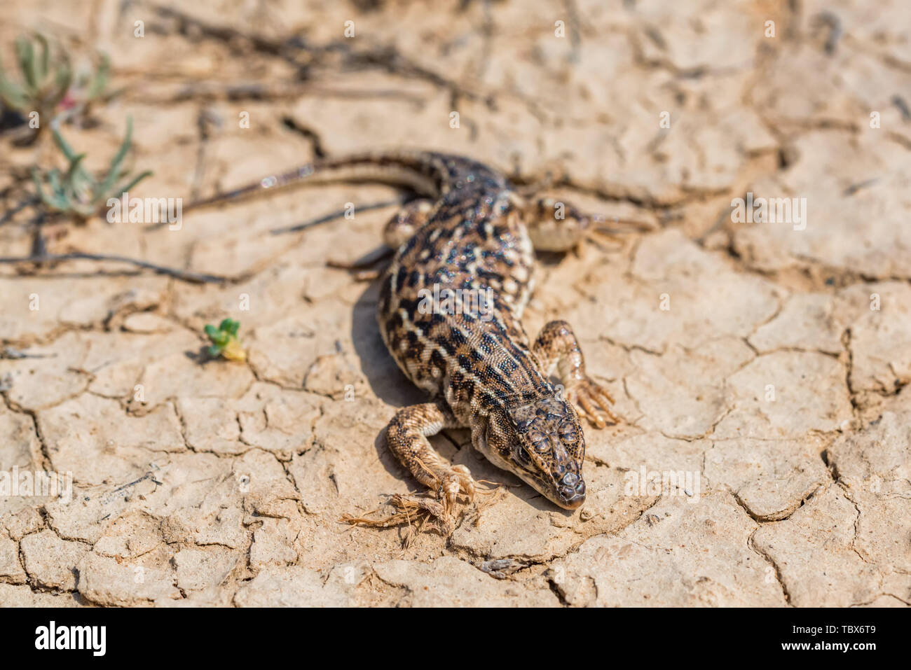 Romanian steppe hi-res stock photography and images - Alamy