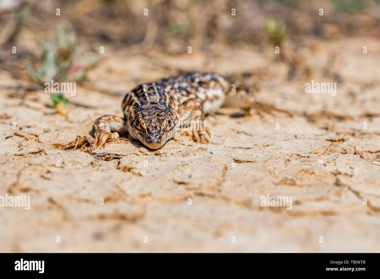 Steppe Runner Lizard or Eremias arguta on dry ground close Stock Photo ...