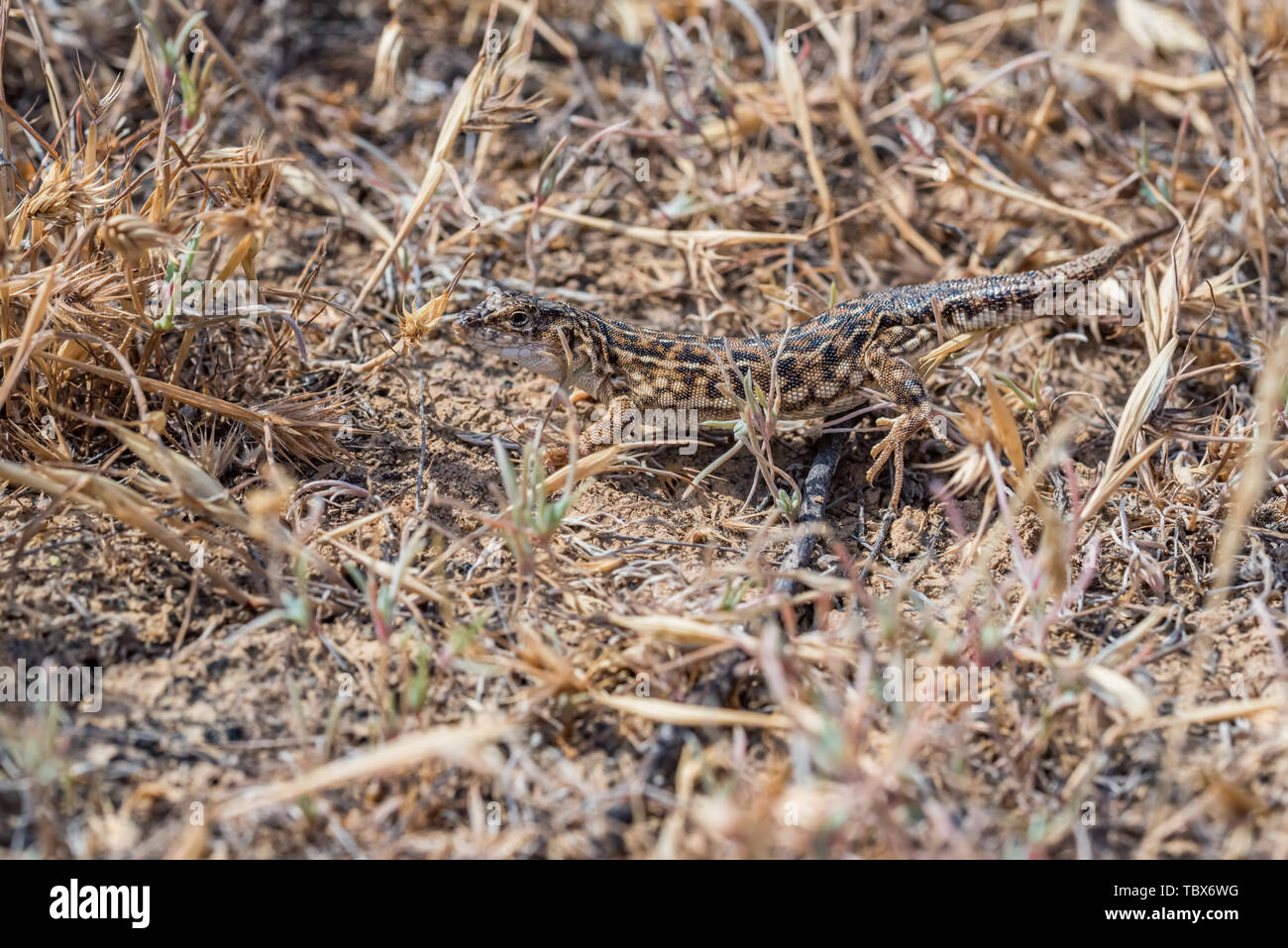 Arguta eremias arguta hi-res stock photography and images - Alamy
