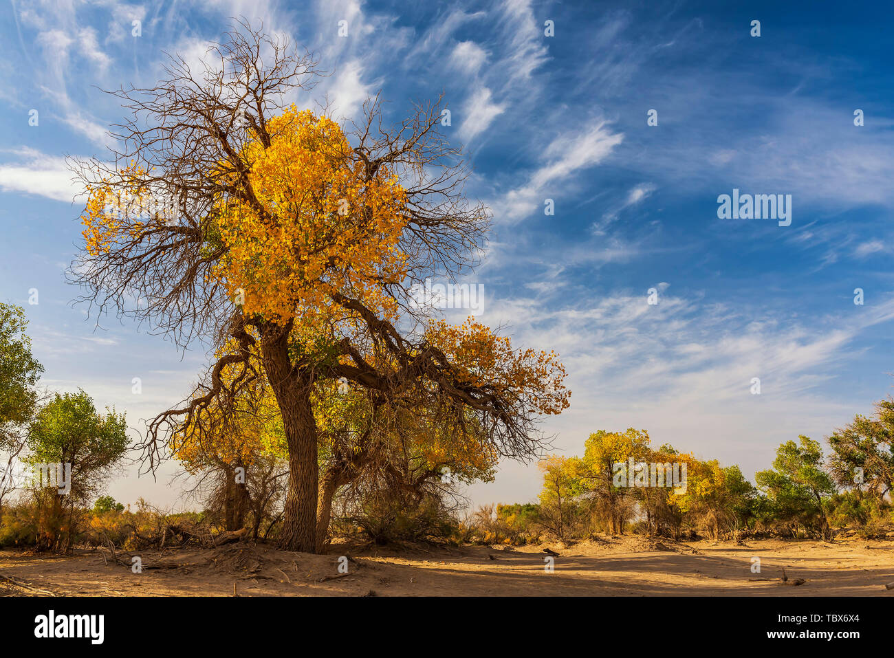 Hu yang and hu yang lin hi-res stock photography and images - Alamy