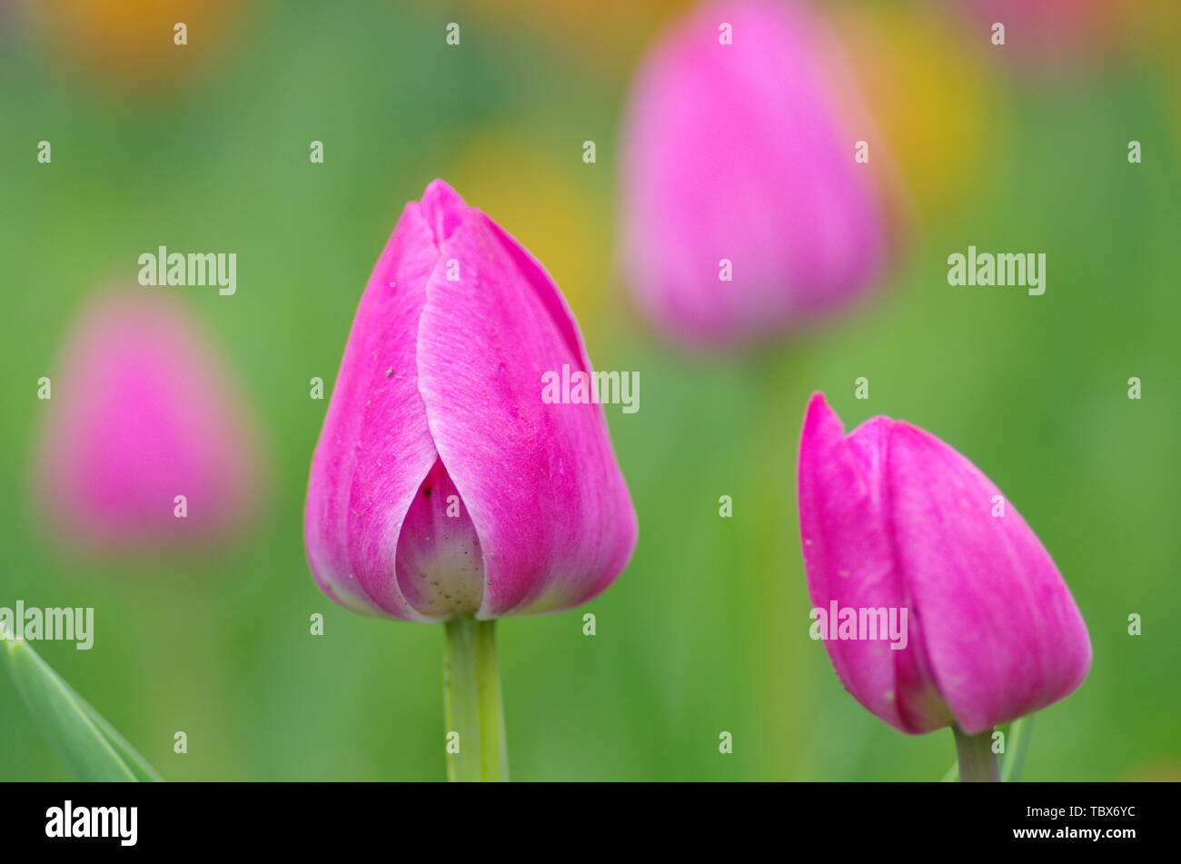 The flowers bloom, the spring is pleasant Stock Photo - Alamy