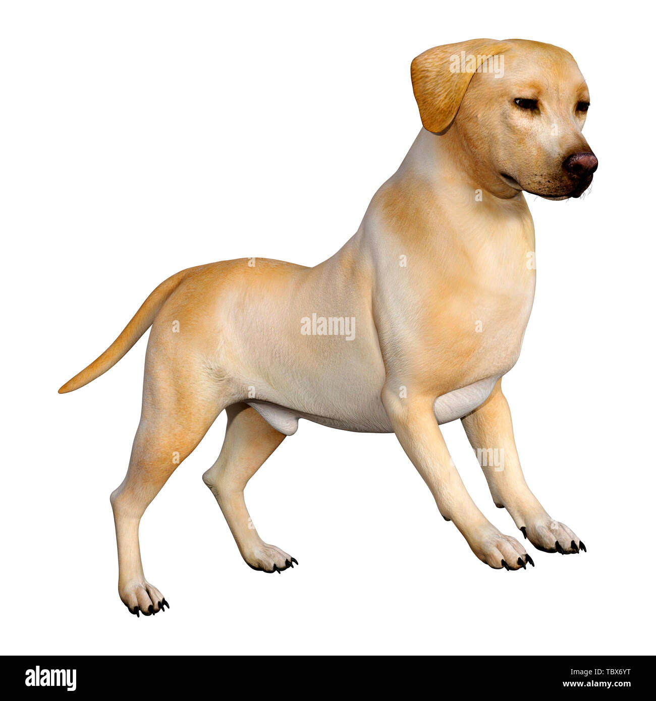 3D rendering of a yellow labrador dog isolated on white background ...