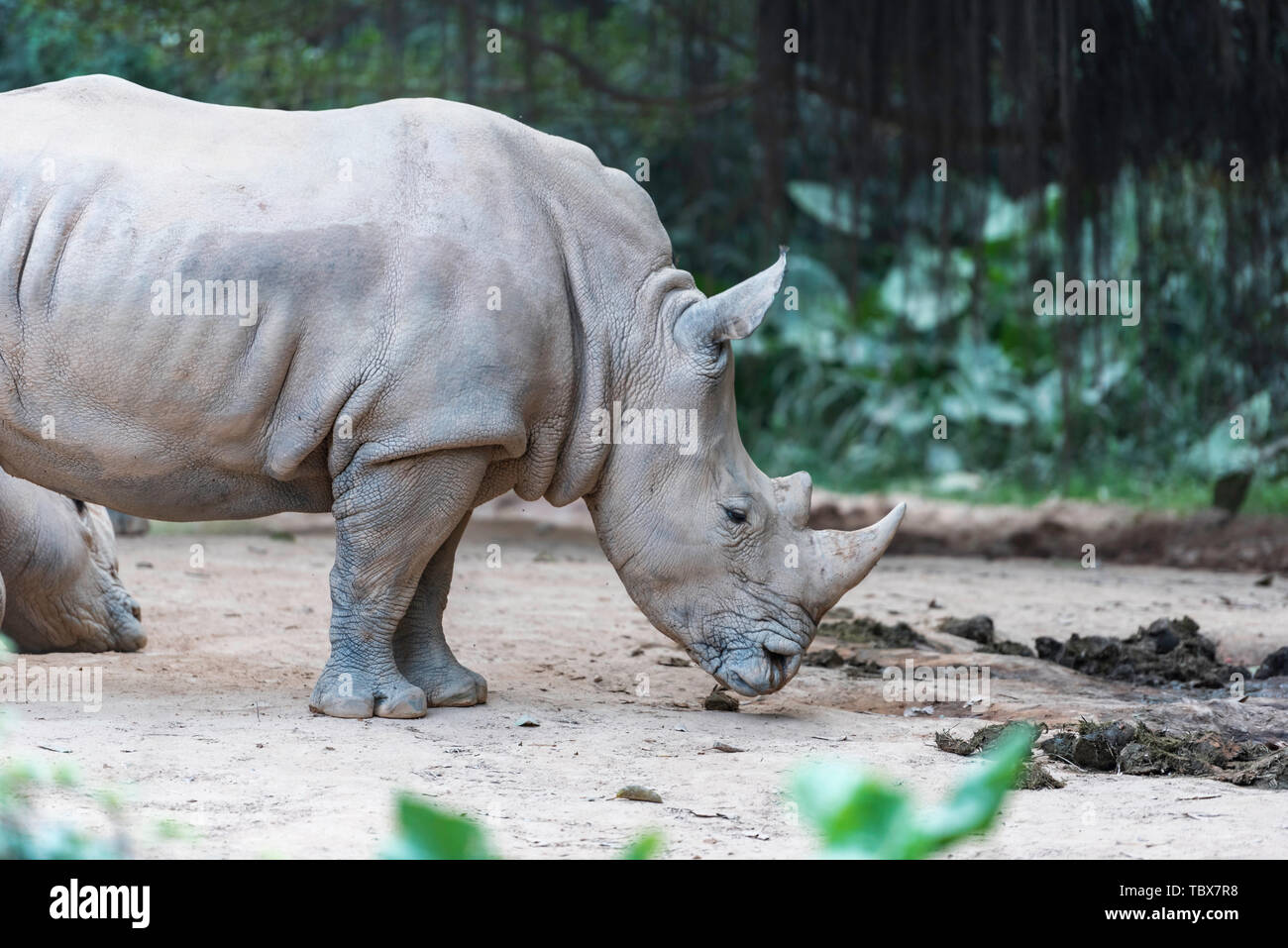 Primitive rhinoceros hi-res stock photography and images - Alamy