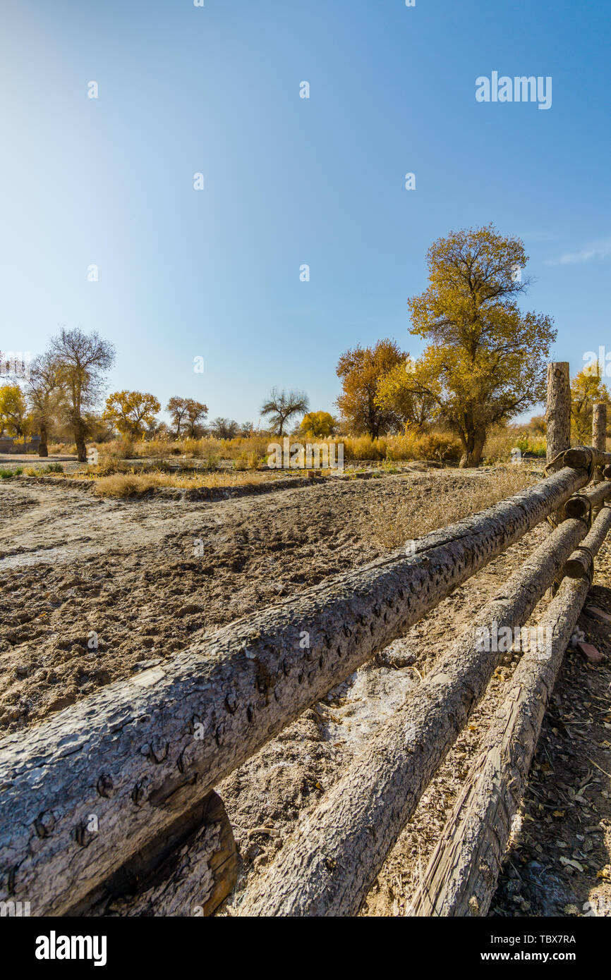 Poplar Lin, lake, reflection, beautiful scenery Stock Photo - Alamy