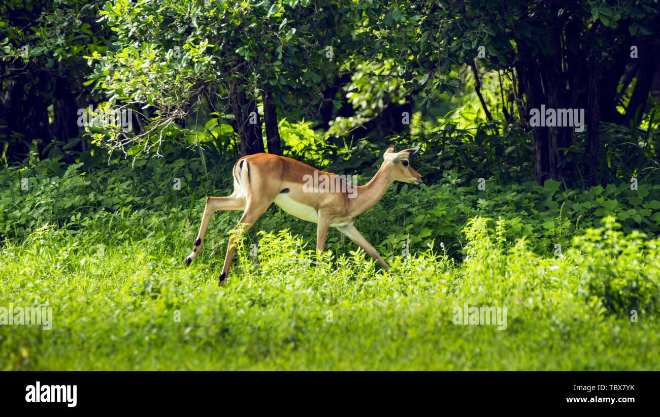 Africa, Zimbabwe, animals, natural primitive, impala, Zambezi Stock ...
