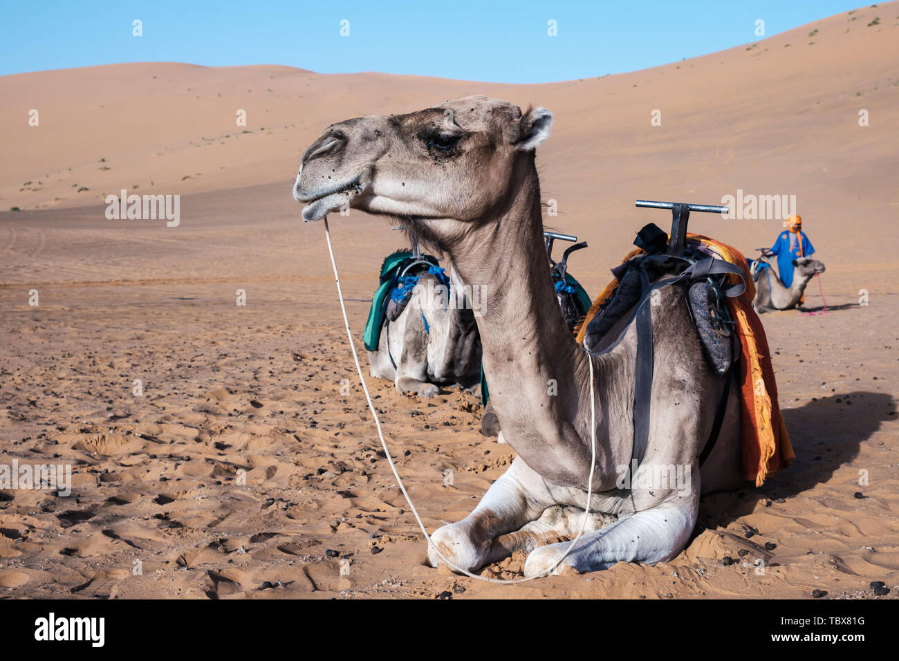 Camel in the desert Stock Photo - Alamy