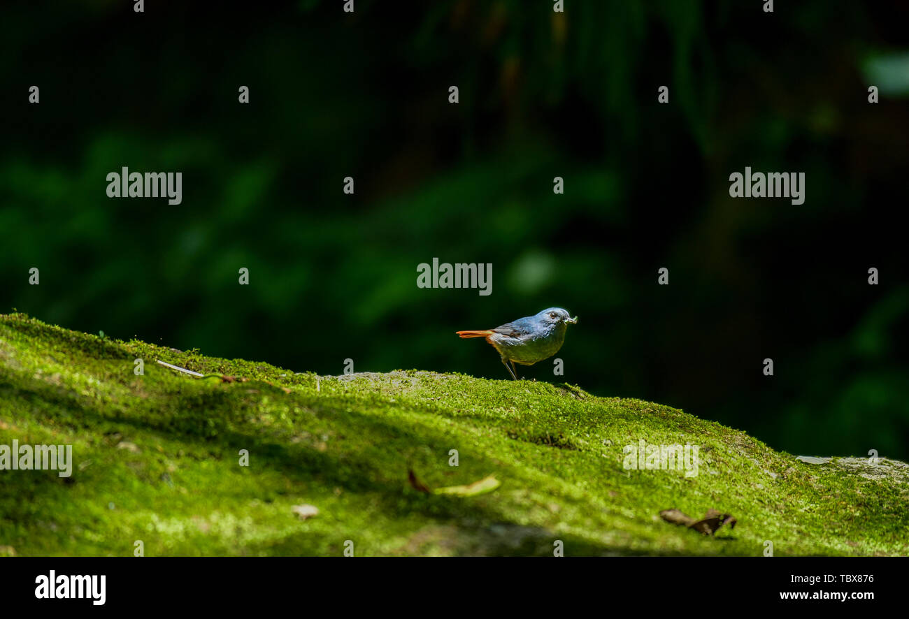 Red-tailed robin (male Stock Photo - Alamy