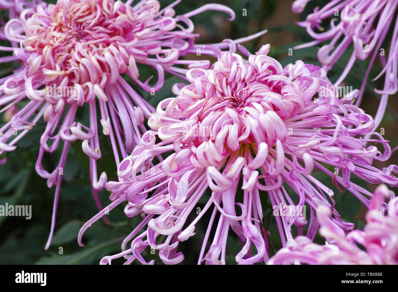 Planting chrysanthemum water hi-res stock photography and images - Alamy
