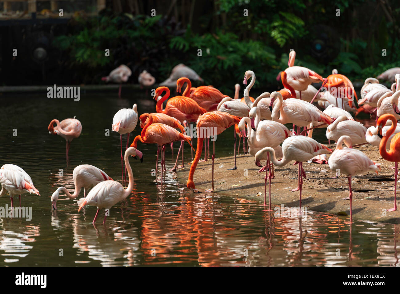 Changlong zoo hi-res stock photography and images - Alamy