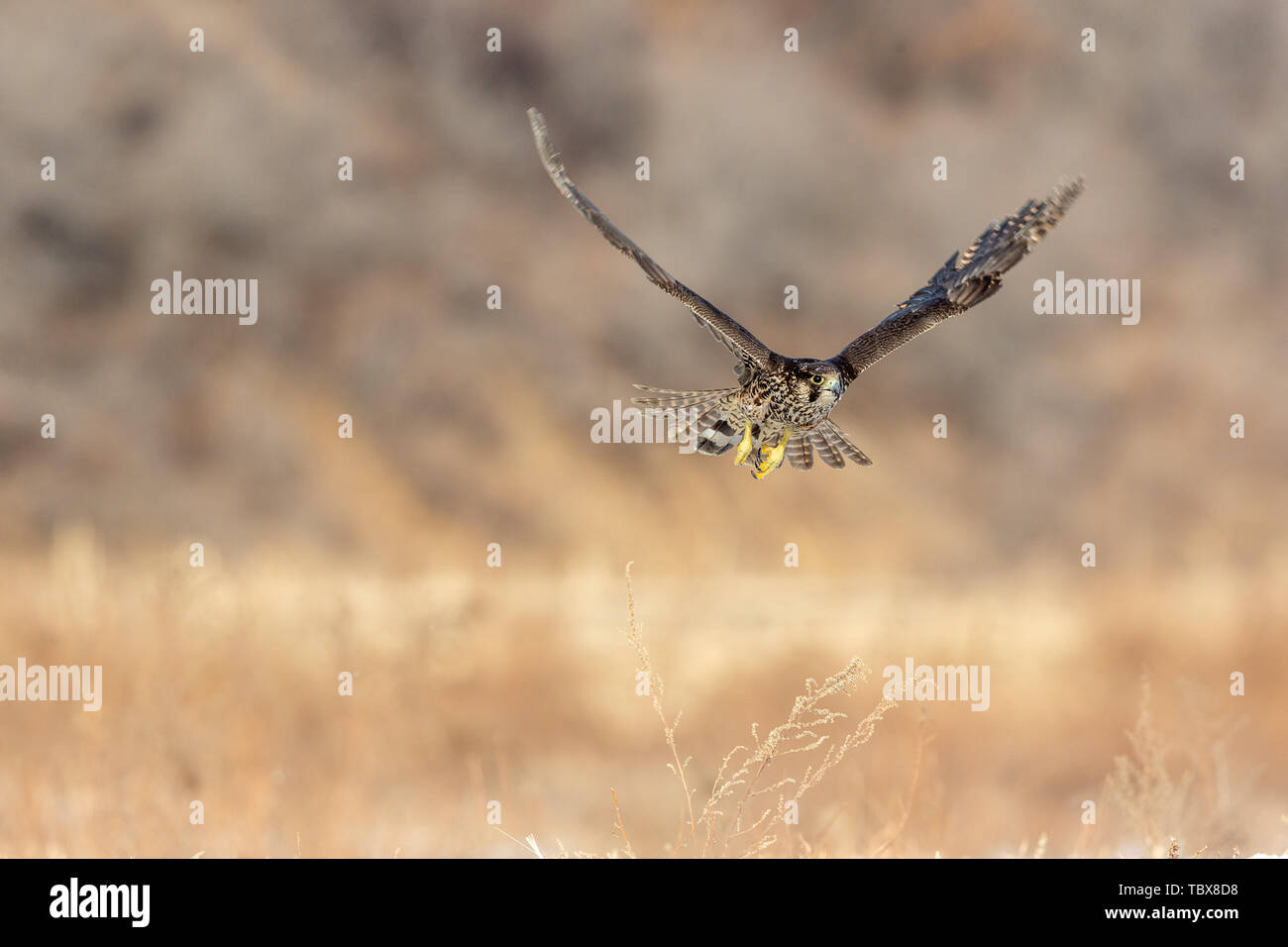Peregrine falcons flying in the sun and snow Stock Photo - Alamy
