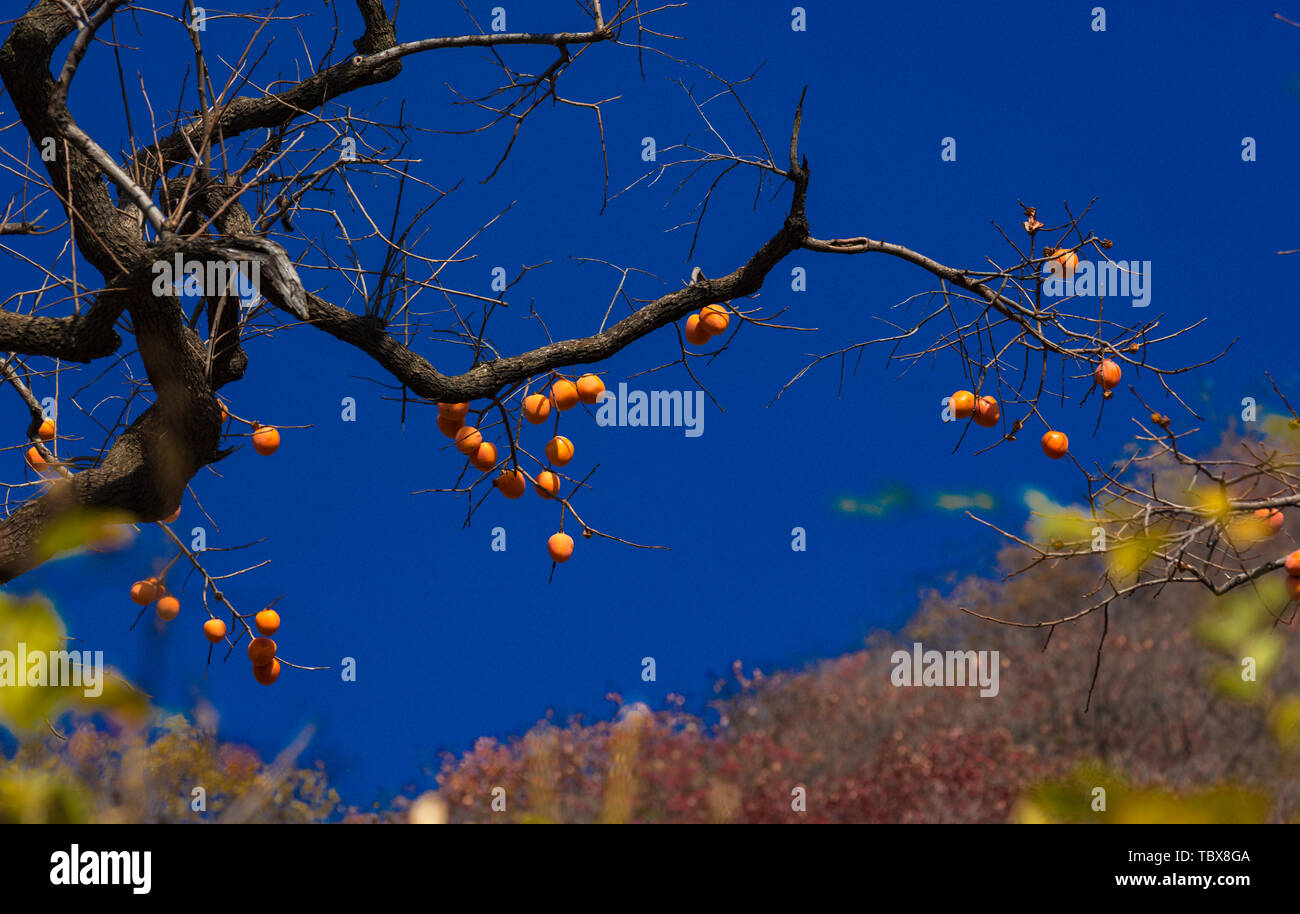 There's a kind of blue called emotional blue Stock Photo - Alamy