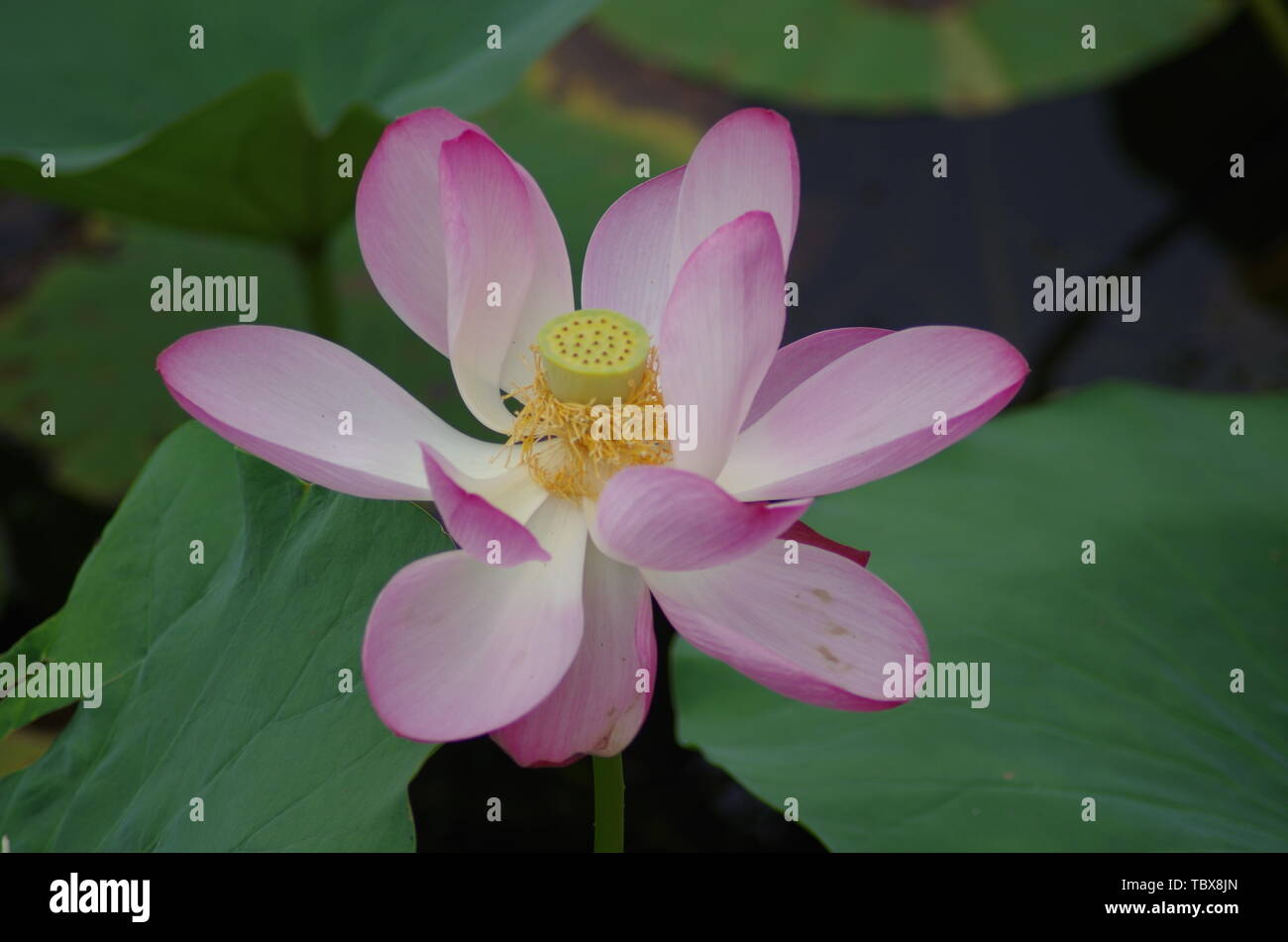 Lotus, Xia Ho, Lotus, Photography Stock Photo - Alamy