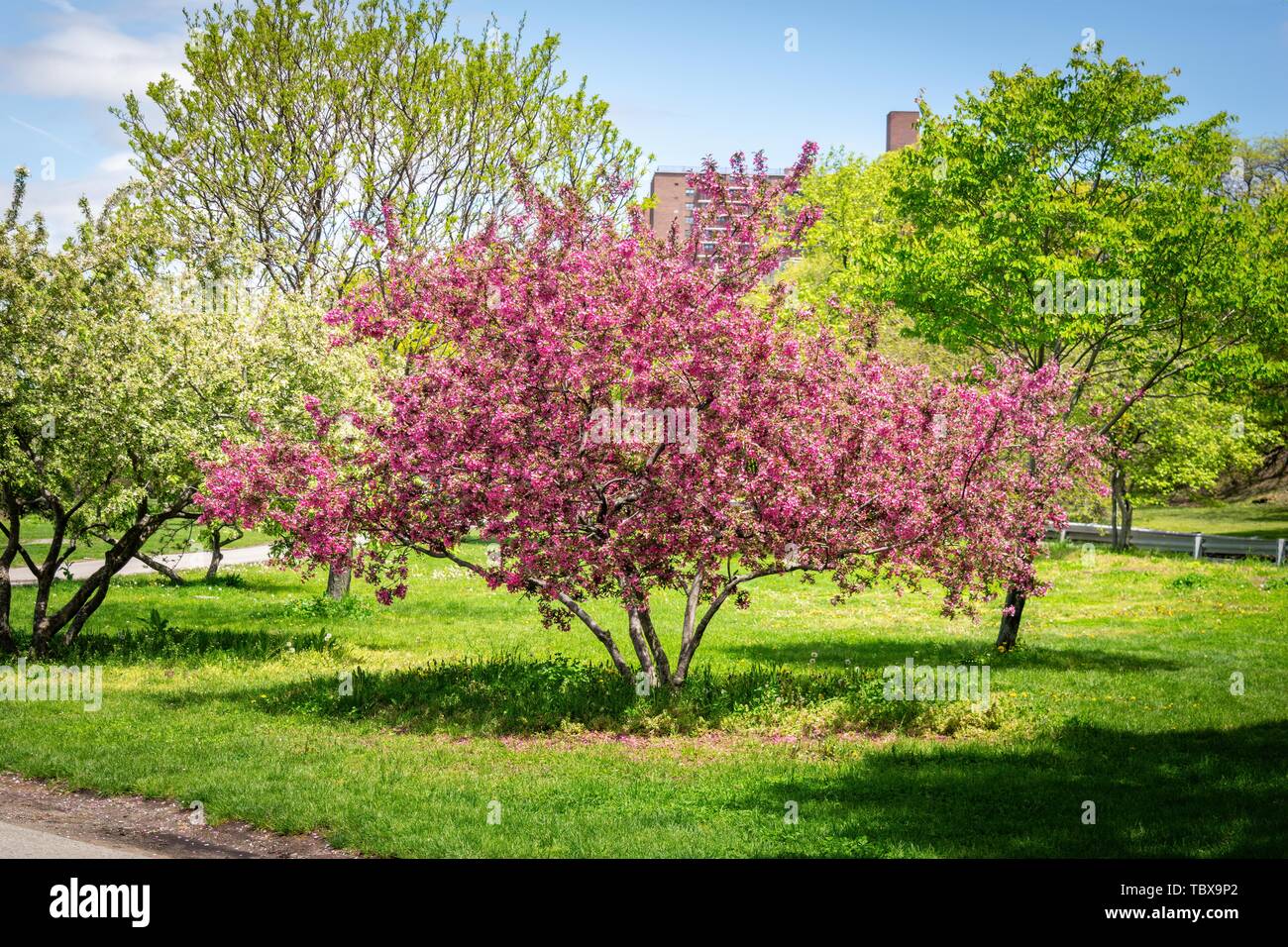 Beautiful cherry blossom sakura on a beautiful spring day in New York ...