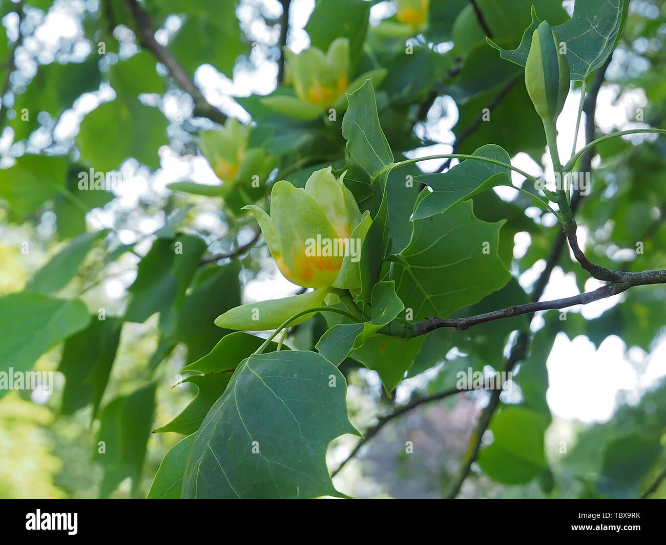 Liriodendron tulpifera hi-res stock photography and images - Alamy