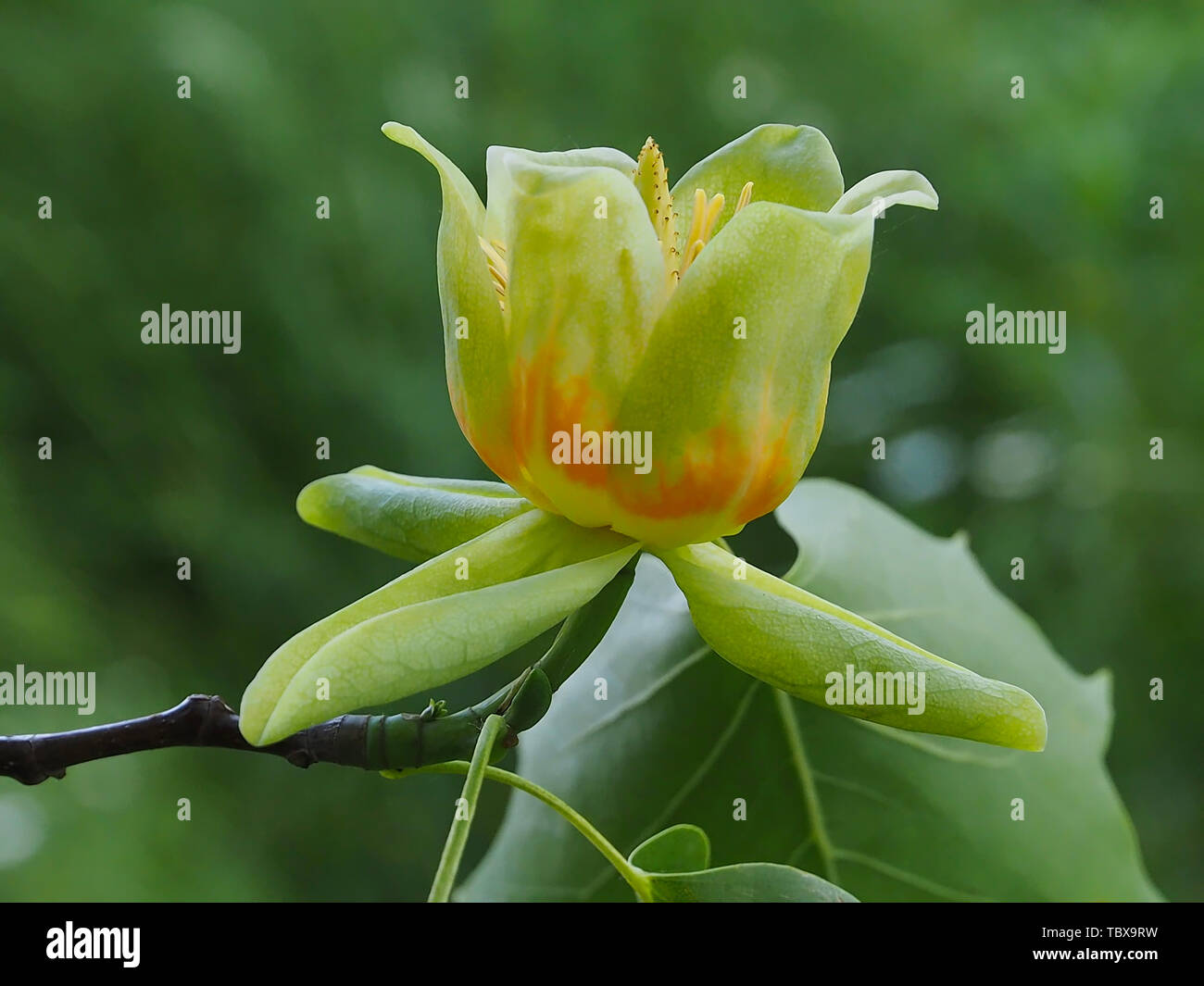 Liriodendron tulpifera hi-res stock photography and images - Alamy