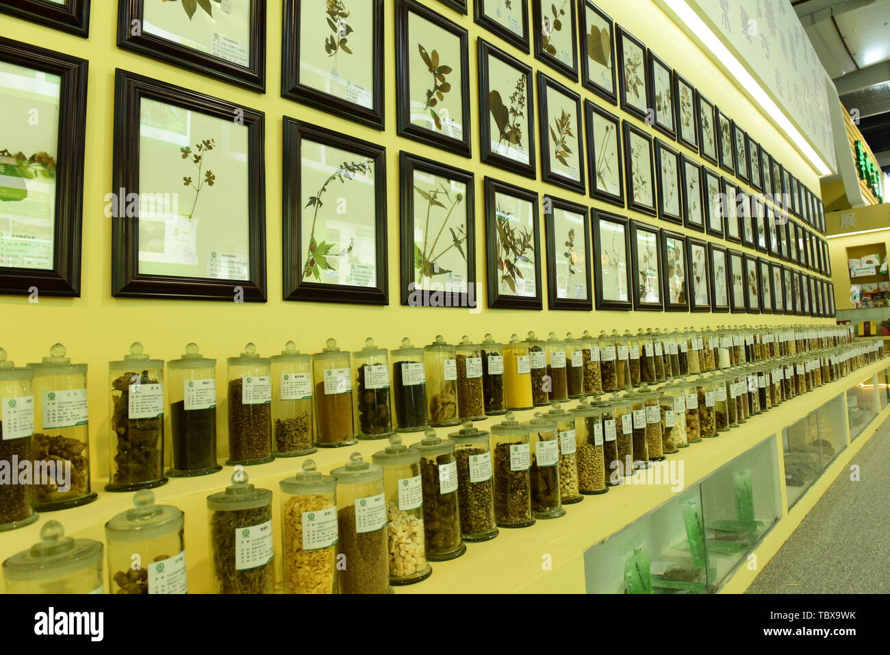 Chinese herbal plant specimens Stock Photo - Alamy